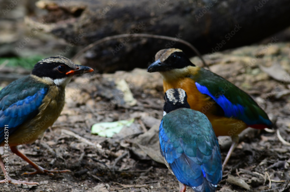 Blue winged pitta Variety of Pitta birds from Thailand with young and ...