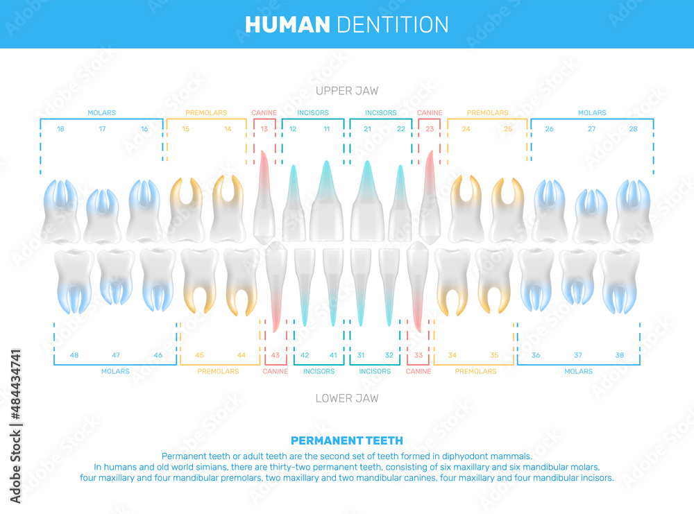 Realistic Human Teeth Infographics Stock Vector | Adobe Stock