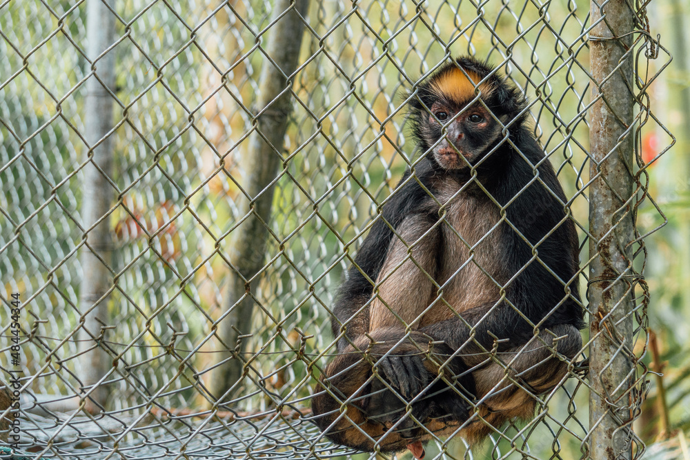 Sad little monkey locked in a cage in the jungle of Amazon Stock Photo ...