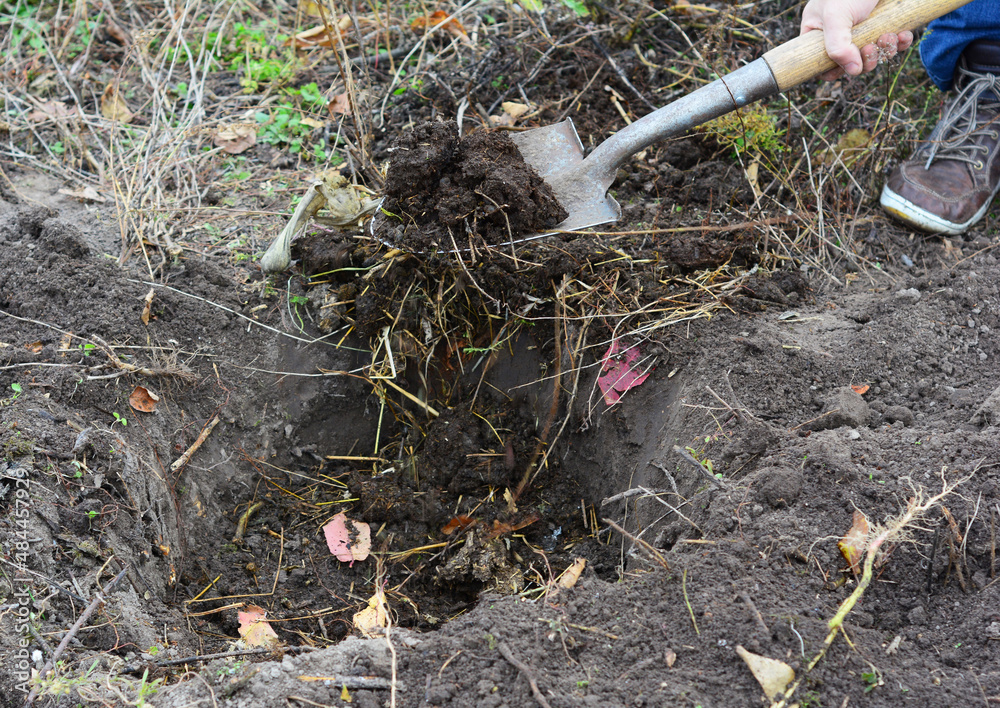Steps of tree planting: a gardener is adding fertile soil for planting ...