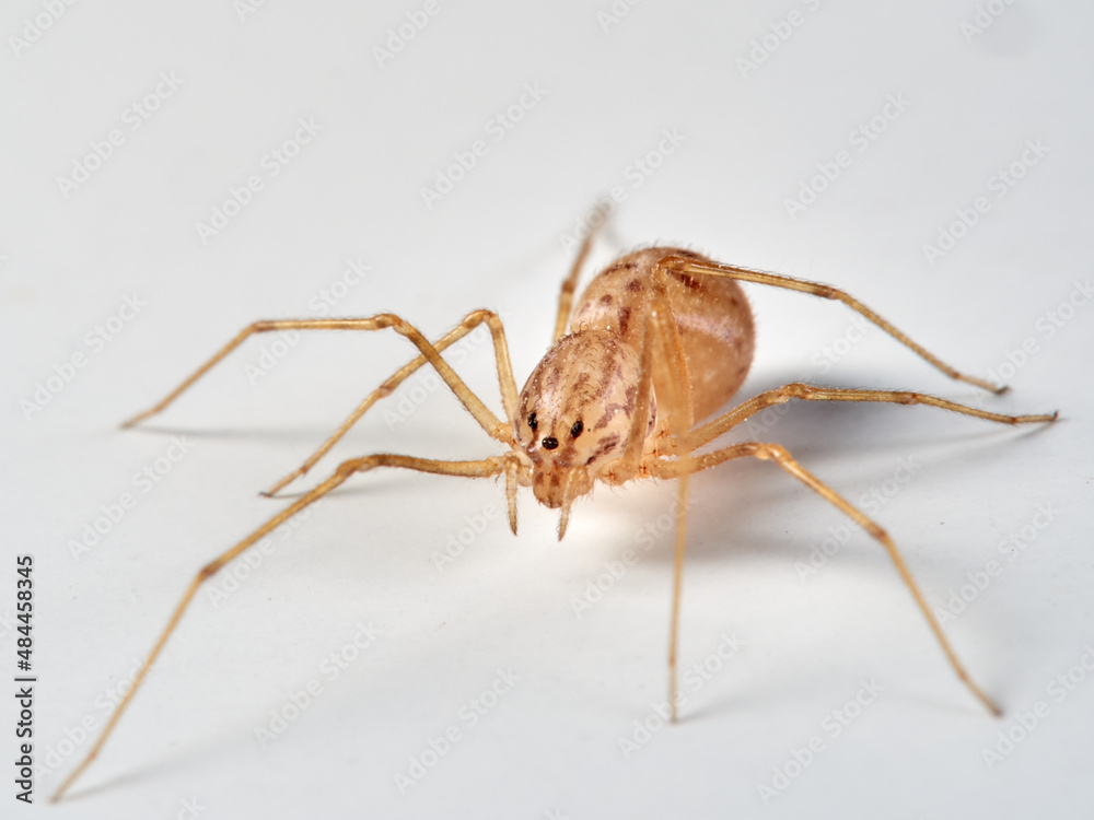 Tiger spider. Genus Scytodes. A member of Spitting Spiders. Family ...