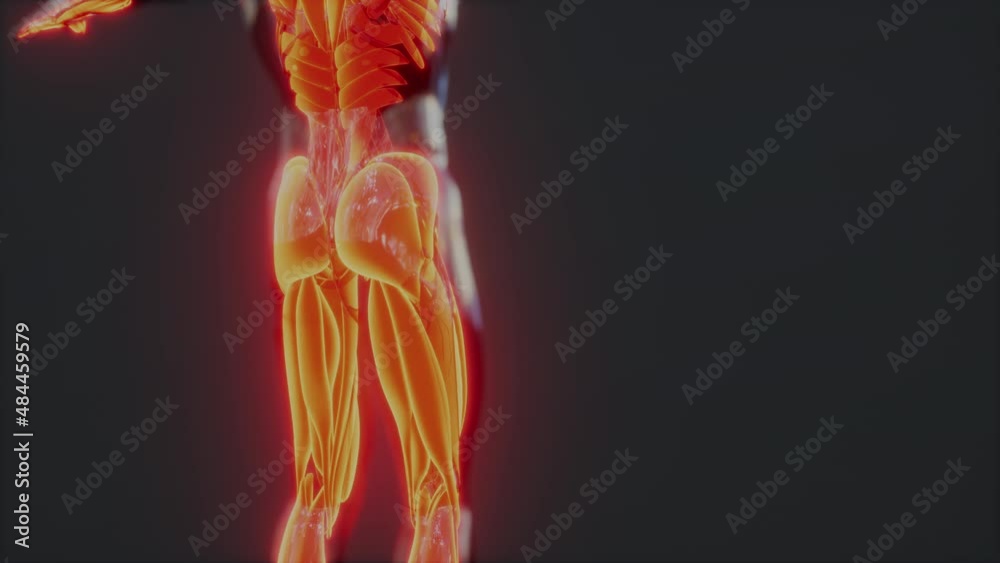 Human muscular system anatomical infographic Stock Video | Adobe Stock