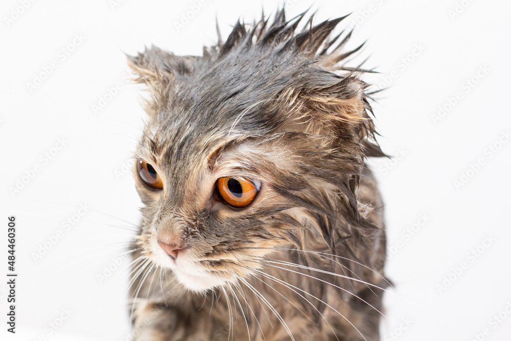 Wet cat after a shower or a bath Stock Photo | Adobe Stock