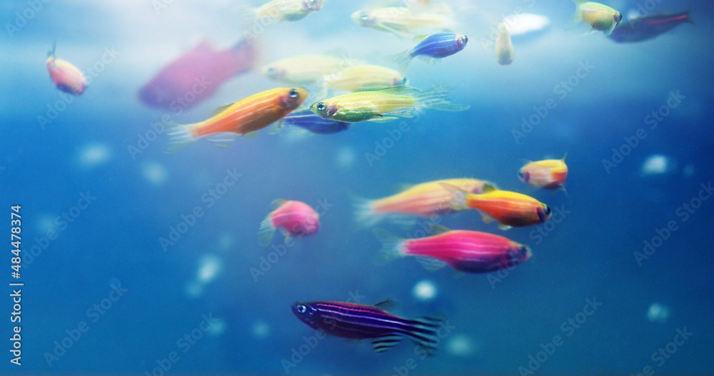 Adding some colour to your aquarium. Shot of a group of various danio ...
