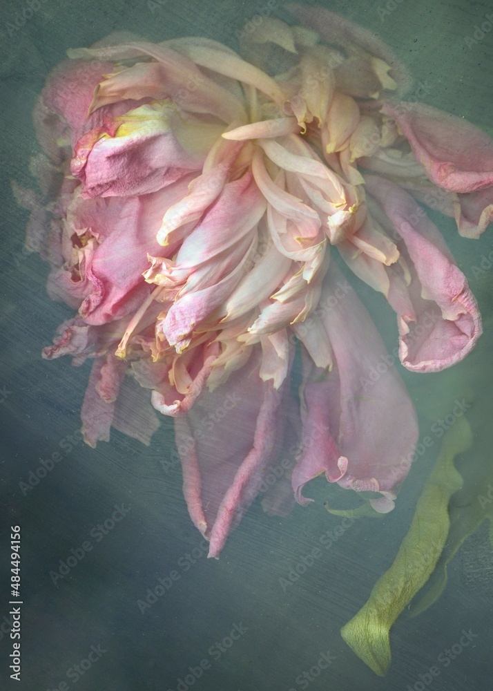 Peony in ice. Frozen fresh beautiful flower of and air bubbles in the ...