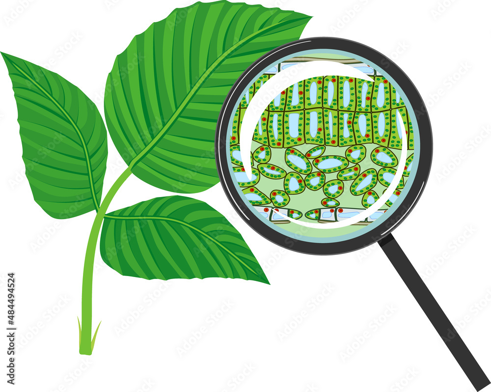 Sectional diagram of plant leaf microscopic structure under magnifying ...