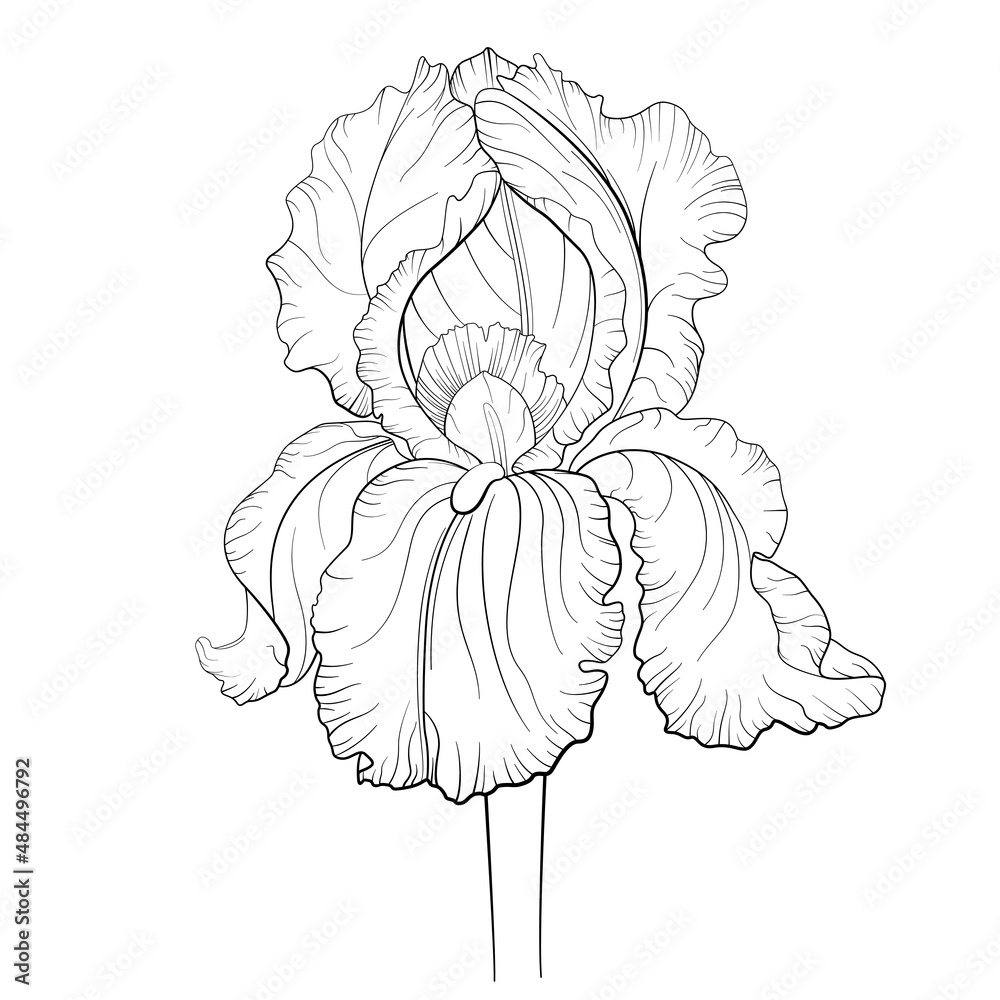 Iris flower outline. Vector botanical illustration. Stock Vector ...