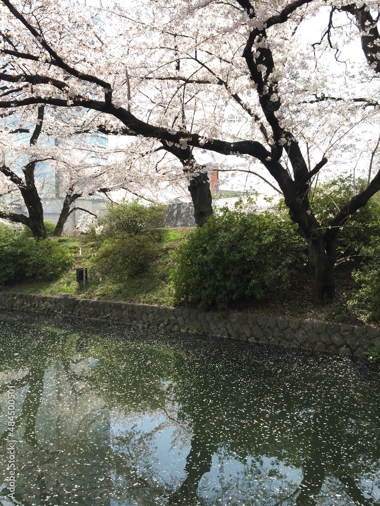Japanese Sakura Cherry Blossoms in Bloom at Sacred Spot Gunma Japan ...