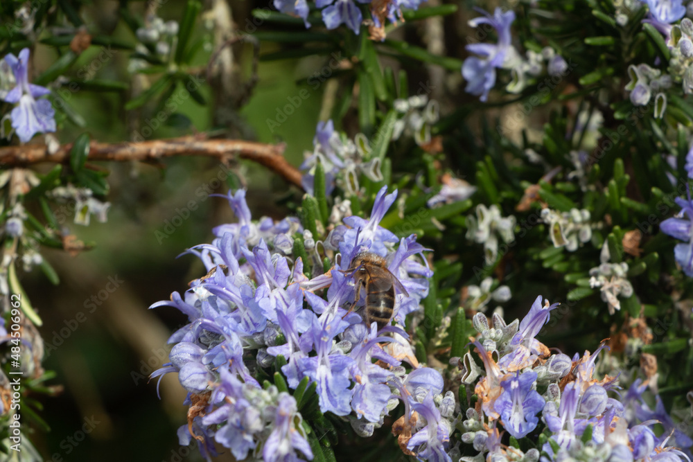 Bee pollinating rosemary flowers in a garden Stock Photo | Adobe Stock
