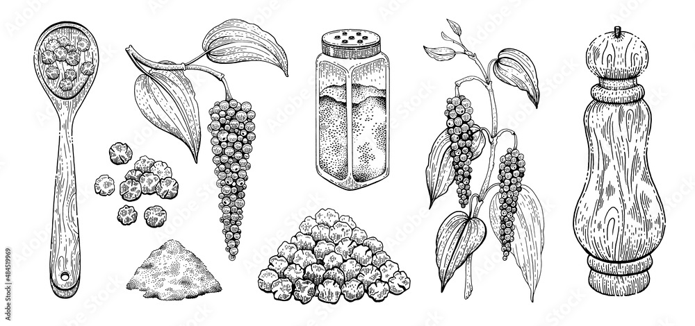Black pepper vector illustration. Peppercorn spice. Vintage sketch with ...