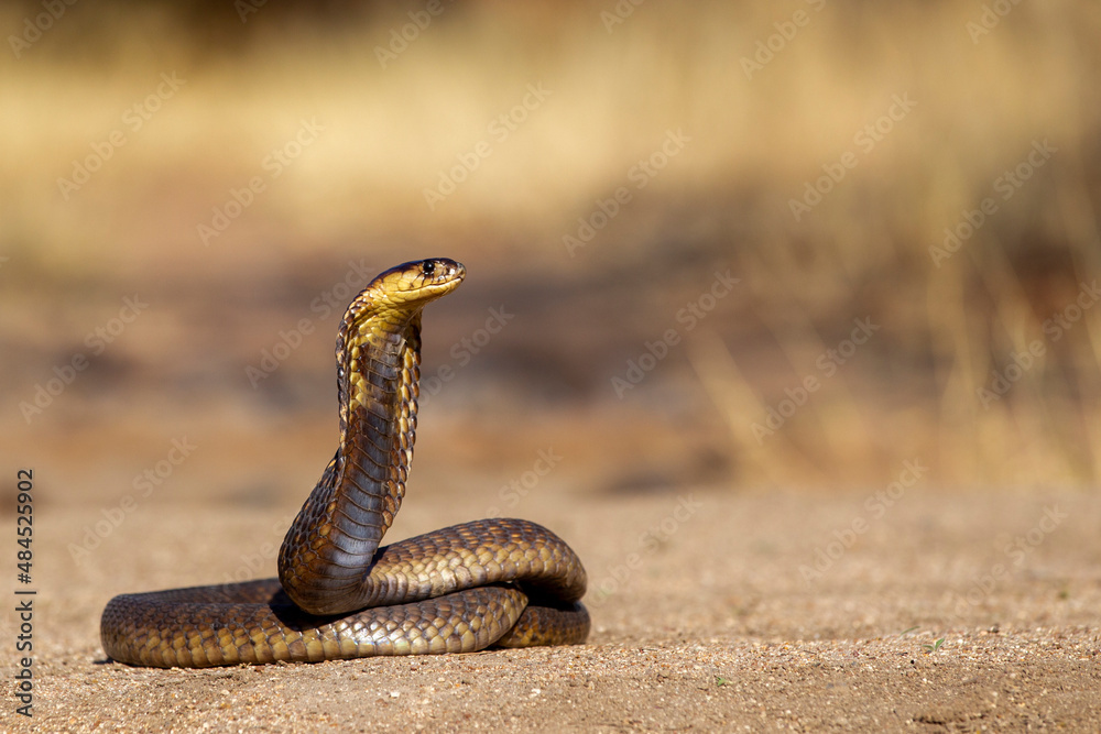 Snouted Cobra in South Africa Stock Photo | Adobe Stock