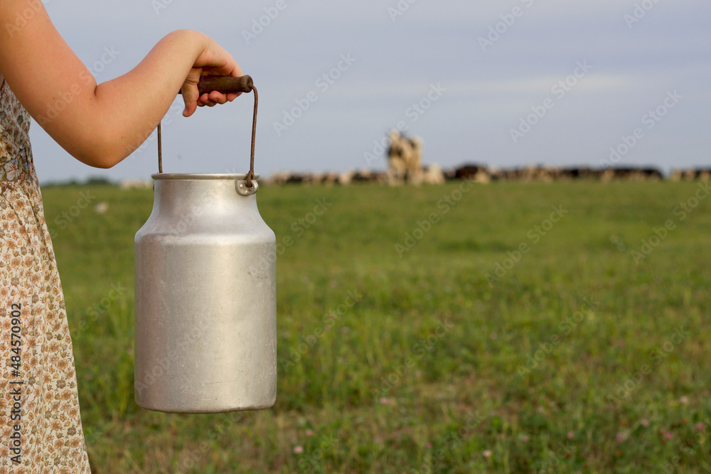 girl hand holding milk jug in the field with farm cows Stock Photo ...