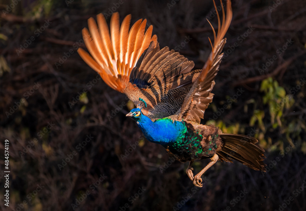 Peafowl is a common name for three bird species in the genera Pavo and ...