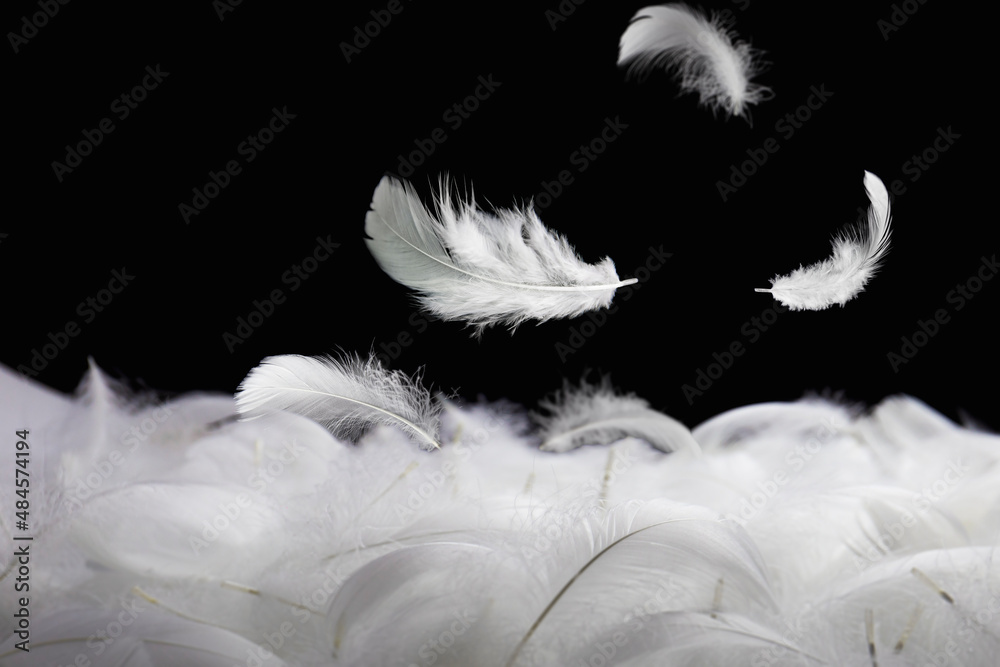 Down Feathers. Soft White Fluffly Feathers Falling in The Air. Swan ...