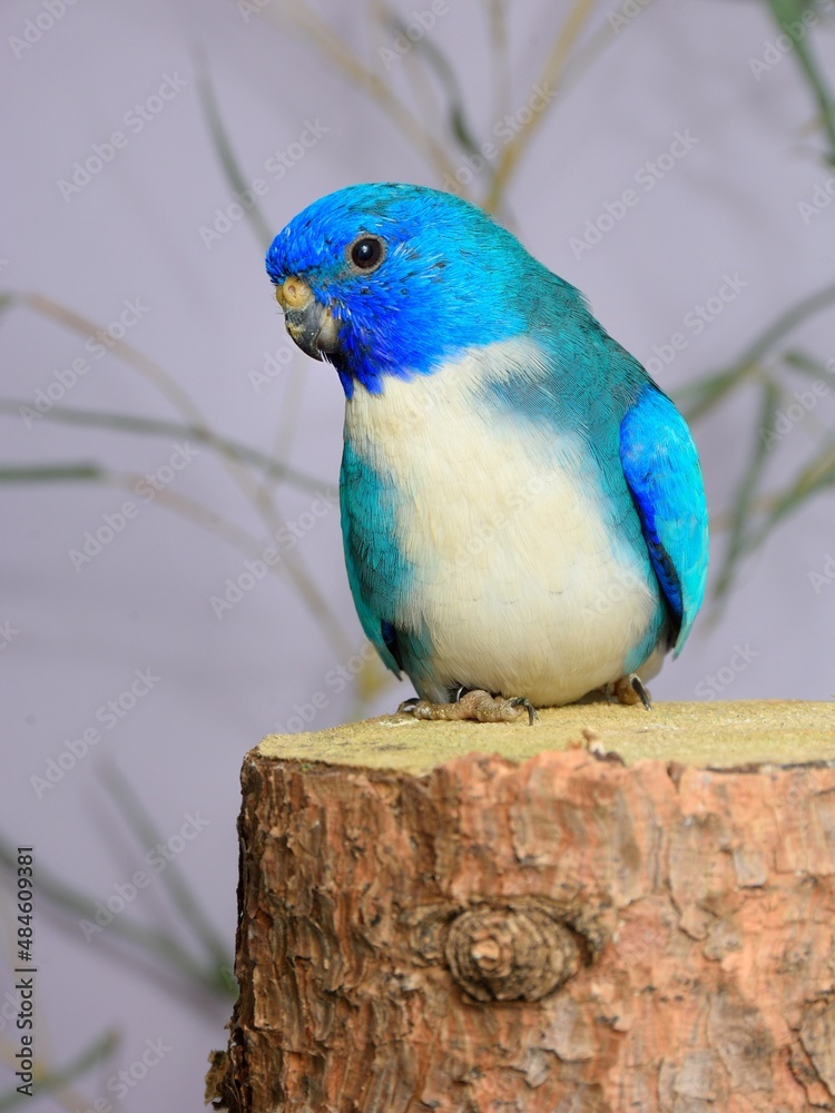 Glanzsittich der blauen Mutation (Neophema splendida) in der Voliere ...