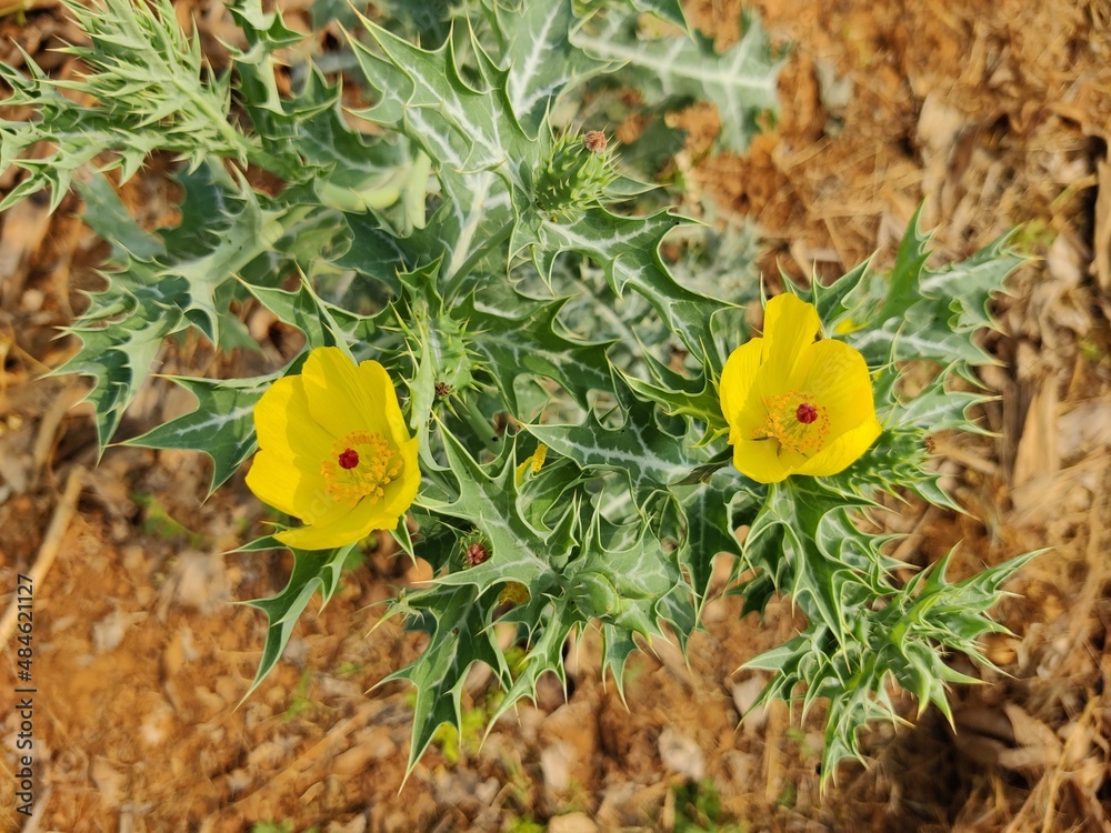 Argemone mexicana Stock Photo | Adobe Stock