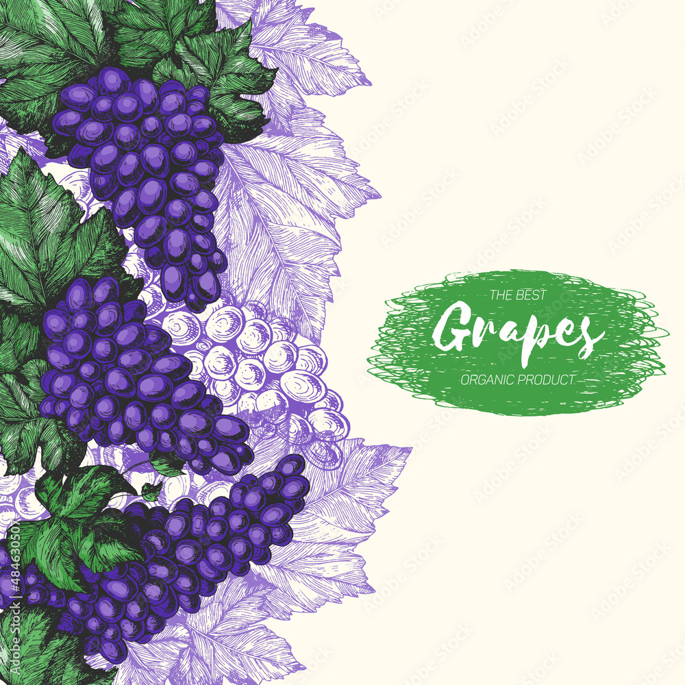 Grapes card design template. Hand drawn vector illustration. Wine shop ...