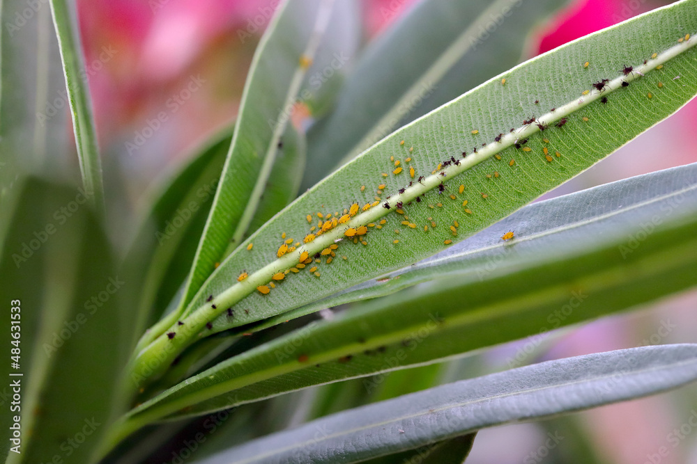 Colony of Aphis nerii on an oleander. It is an aphid of the family ...