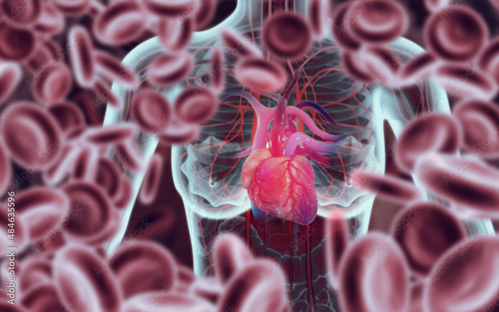 Anatomy of female body with heart. 3d illustration Stock Illustration ...