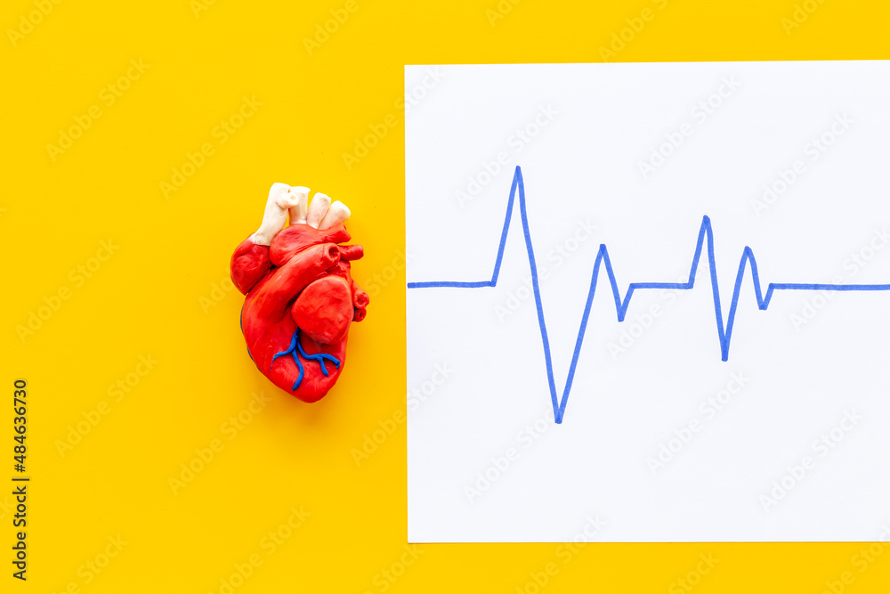Human heart model with cardiogram. Cardioigy and heart health concept ...