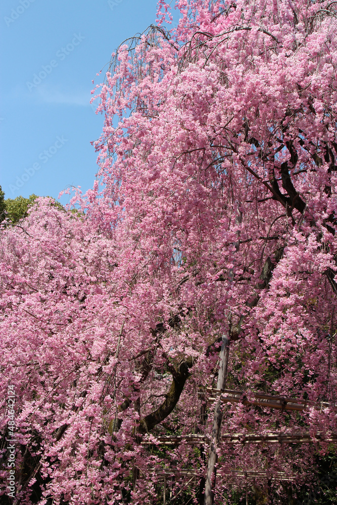 blooming cherry trees (hanami) at the heian shrine in kyoto (japan ...
