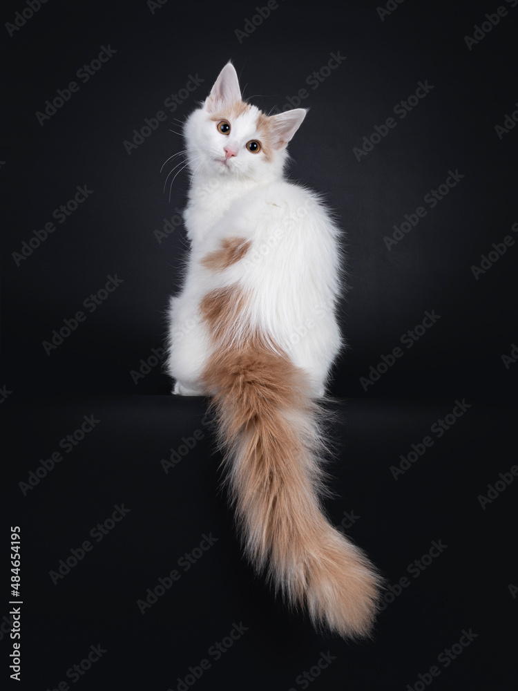Cute young rare Turkish Van cat kitten, sitting backwards on edge with ...