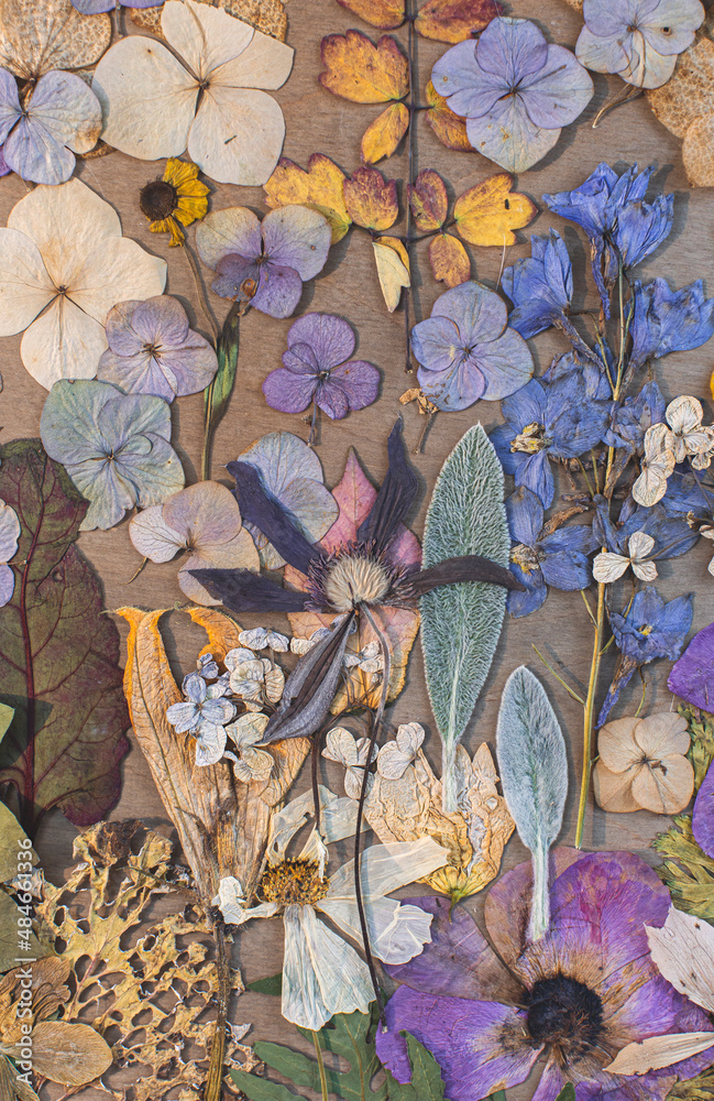 Old dry up flowers. Open book with herbarium pages. Vintage. Stock ...