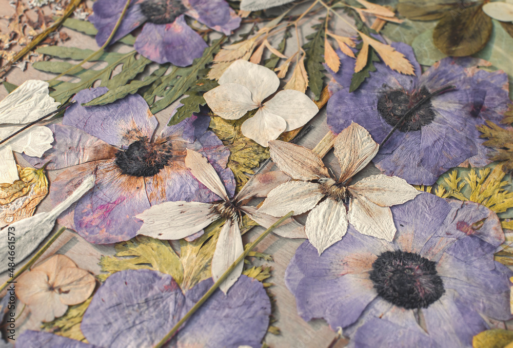 Poster Old dry up flowers. Open book with herbarium pages. Vintage ...