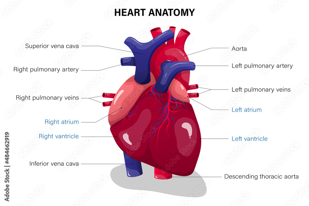 Anatomy of human heart. Medical education chart. Stock Vector | Adobe Stock