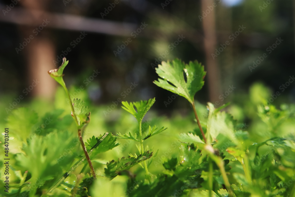 Coriander is an annual herb in the family Apiaceae. It is also known as ...