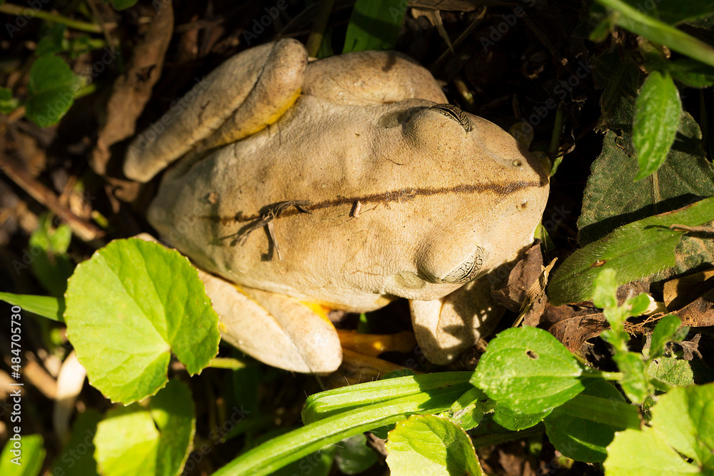 Sapo ferreiro, sapo martelo, arborícola, ( Boana faber ), ou sapo ...