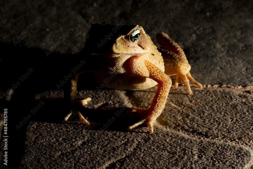 Sapo-cururu no escuro. Sapo cururu também conhecido como sapo gigante ...