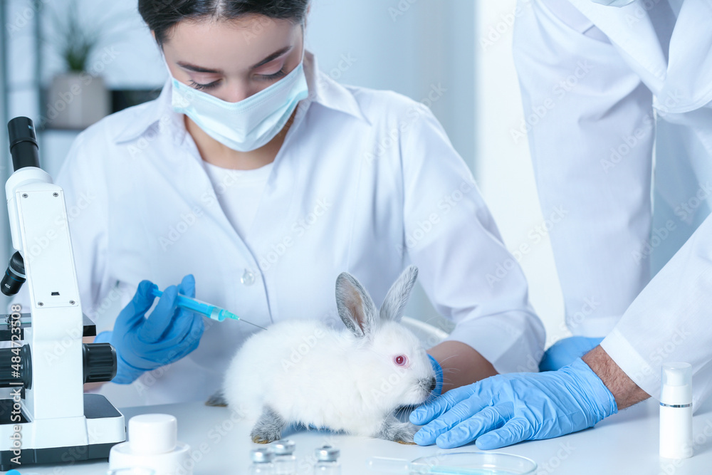 Scientists working with rabbit in chemical laboratory. Animal testing ...