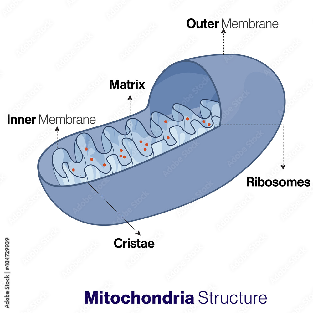 Cross-section of labeled mitochondria organelle. Stock Vector | Adobe Stock