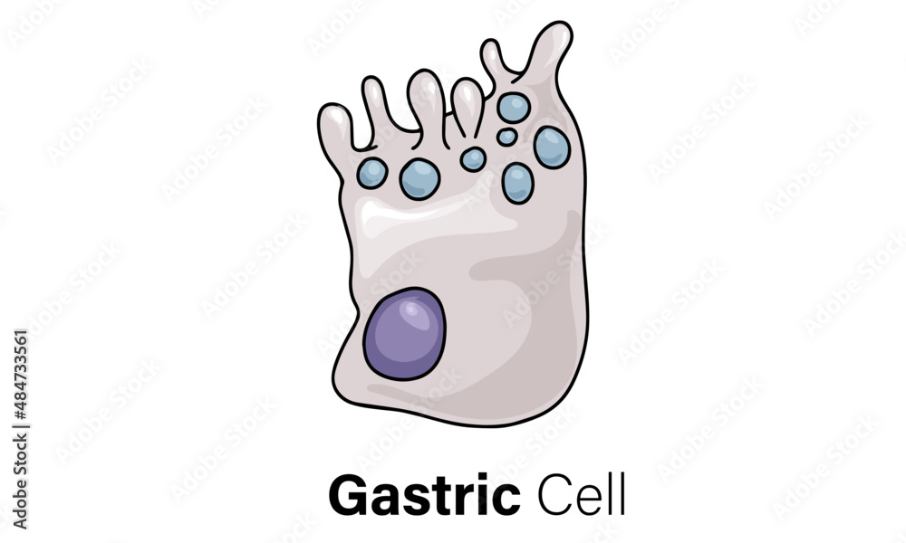 Gastric Cells Biology Detailed Vector Illustration White Background ...