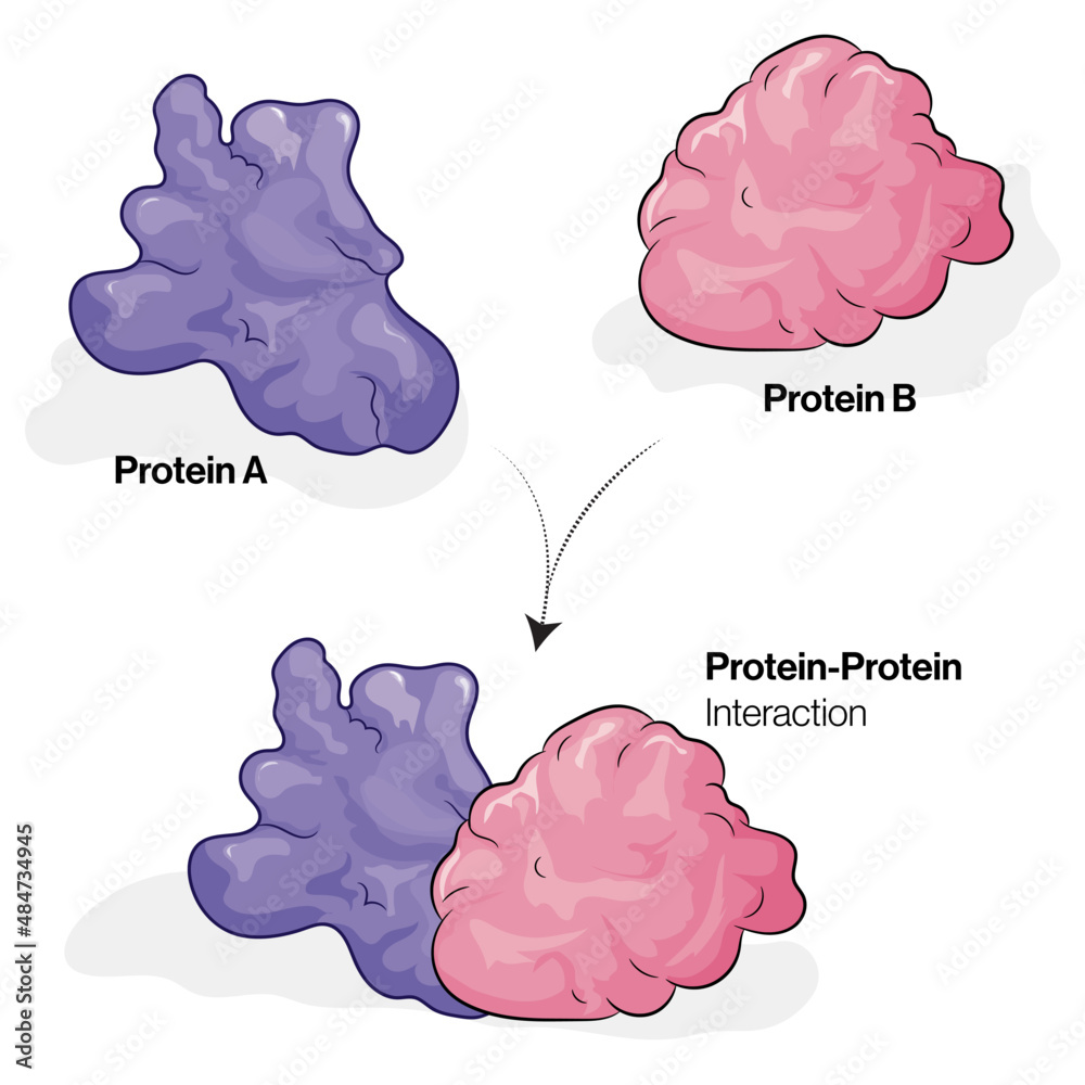 Protein Protein Interaction, Detailed Vector Illustration of Molecular ...