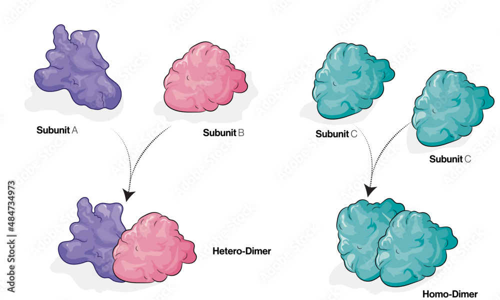 Protein Dimer Formation, Detailed Vector Illustration of Homodimer and ...