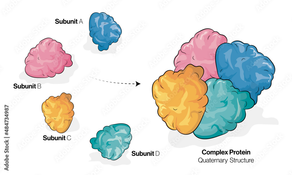 Quaternary Protein Structure Formation, Vector Illustration of Monomers ...
