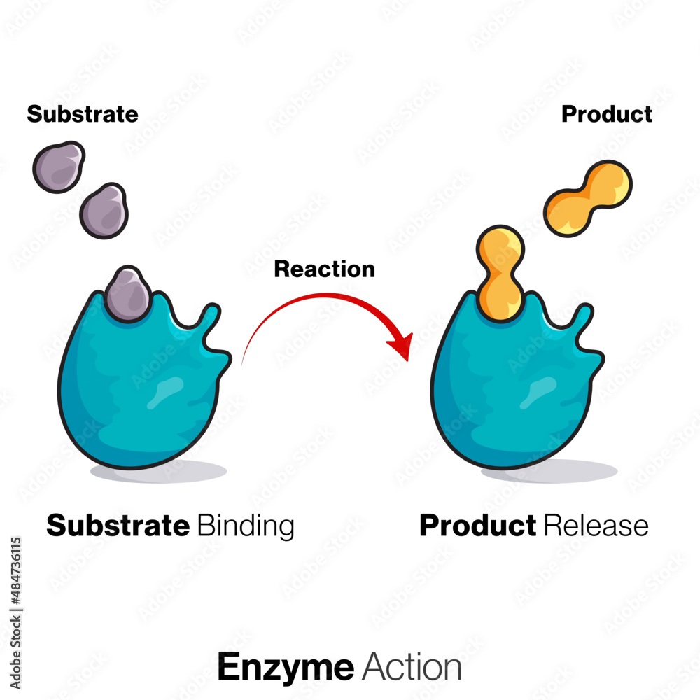llustrating the Intricacies of Enzymatic Reactions and Substrate ...