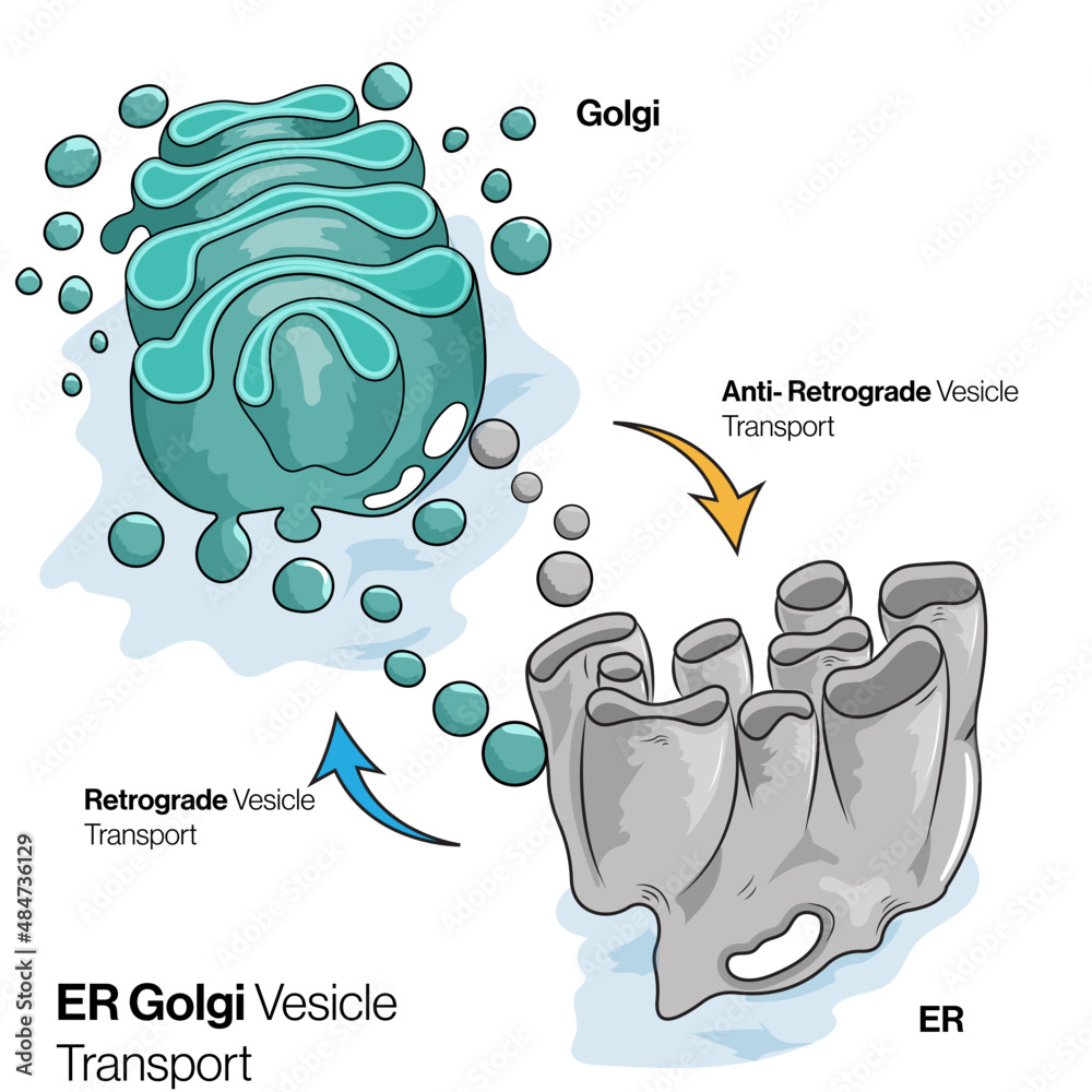 Vector Illustration of Endoplasmic Reticulum and Golgi Vesicle ...