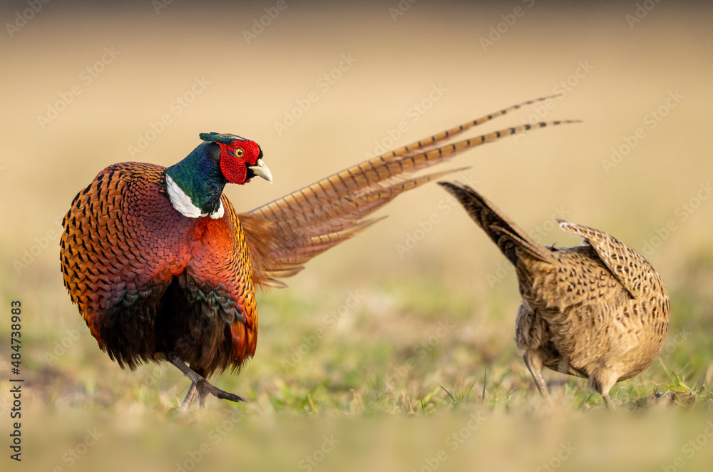 Ringneck Pheasant Female