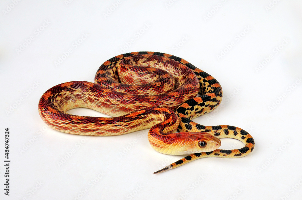 Kap-Gophernatter // Cape Gopher Snake (Pituophis vertebralis) Stock ...