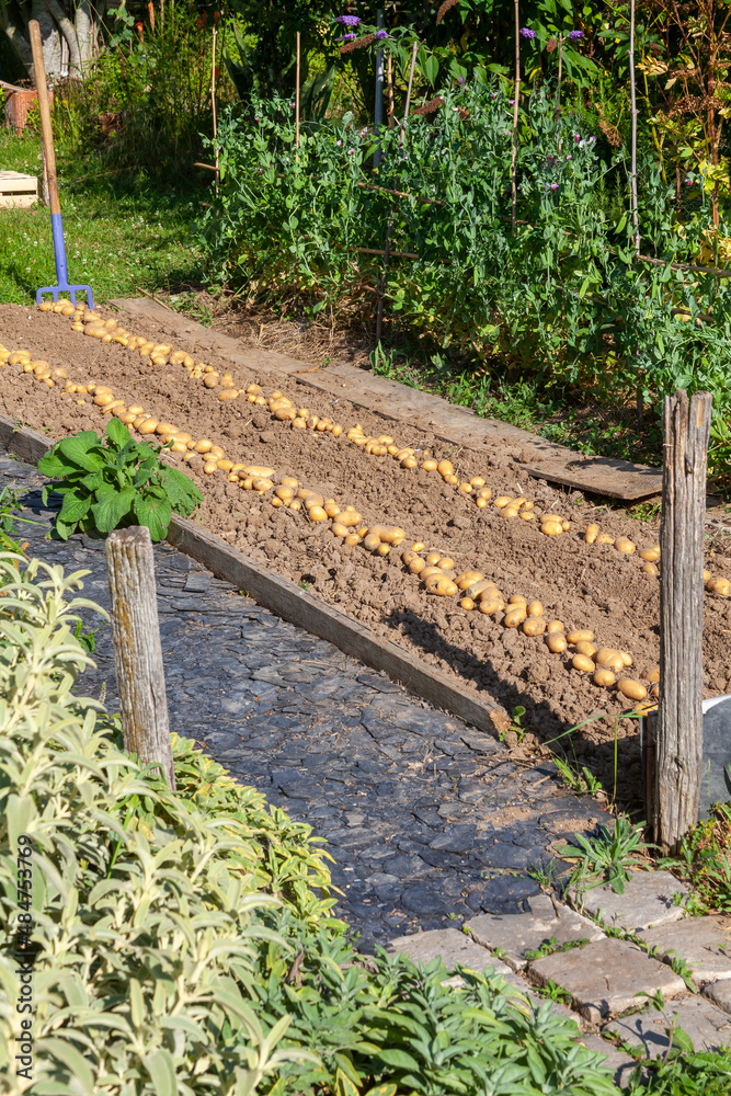 Récolte de pomme de terre au potager familial - rang de pomme de terre ...