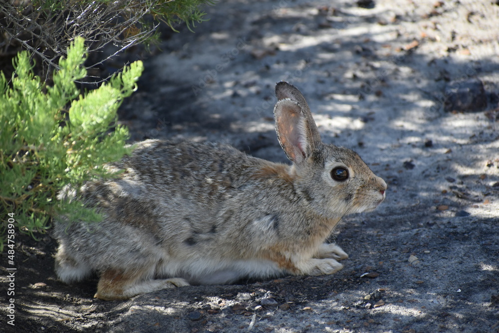 Cotton tail rabbit under shrub in Southern Alberta Stock Photo | Adobe ...