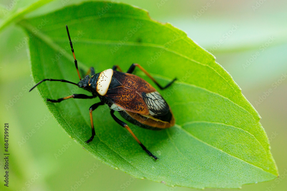Largus humilis é uma espécie de Percevejo na família Largidae. Stock ...