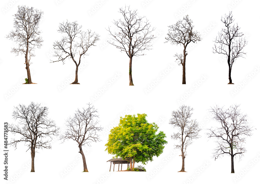 Tree without leaf or death tree collection isolated on white background ...