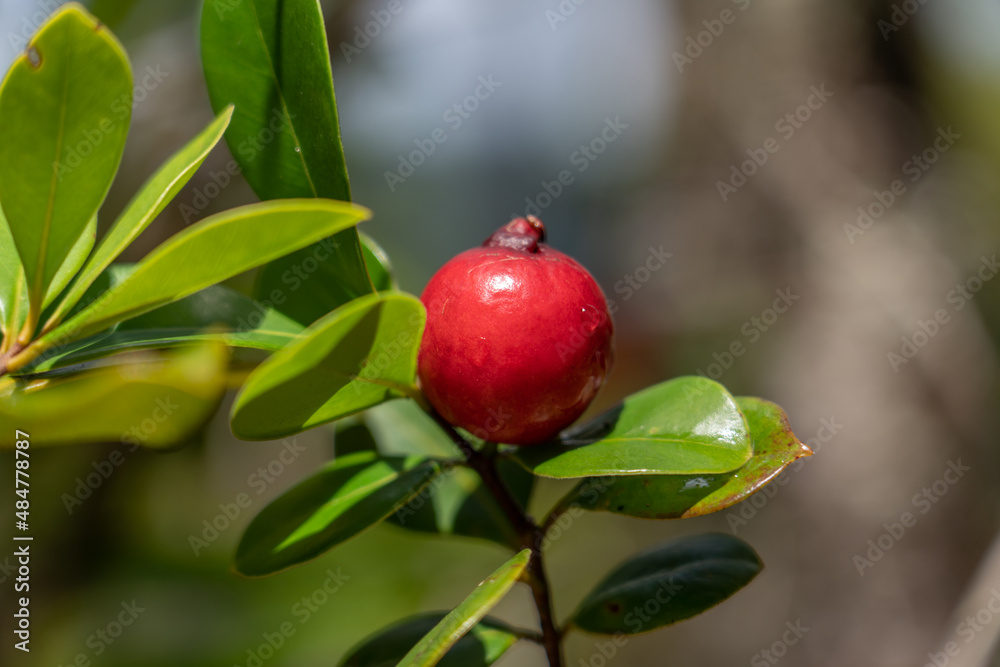 Psidium cattleyanum (World Plants : Psidium cattleianum), commonly ...
