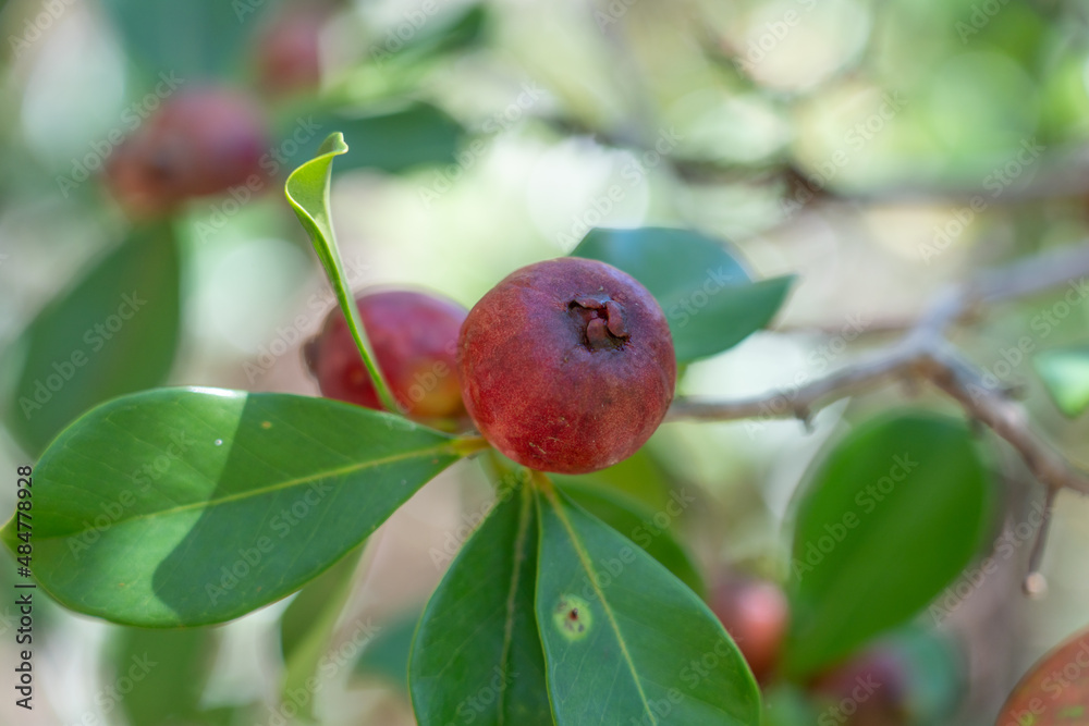 Psidium cattleyanum (World Plants : Psidium cattleianum), commonly ...
