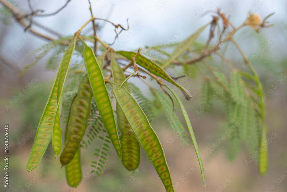 Leucaena leucocephala is a small fast-growing mimosoid tree native to ...