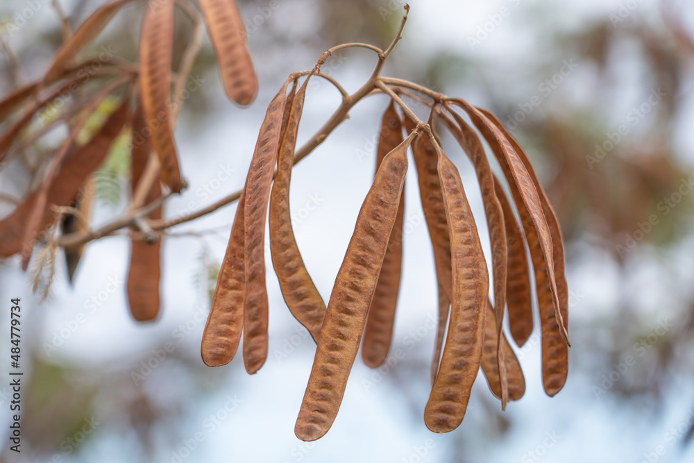 Leucaena leucocephala is a small fast-growing mimosoid tree native to ...